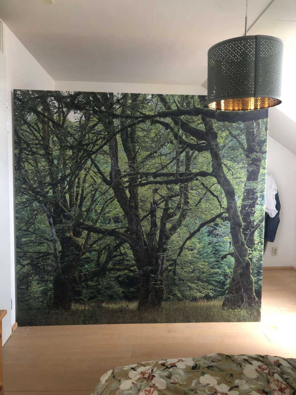 Oude bomen - Wallexclusive - Fotobehang