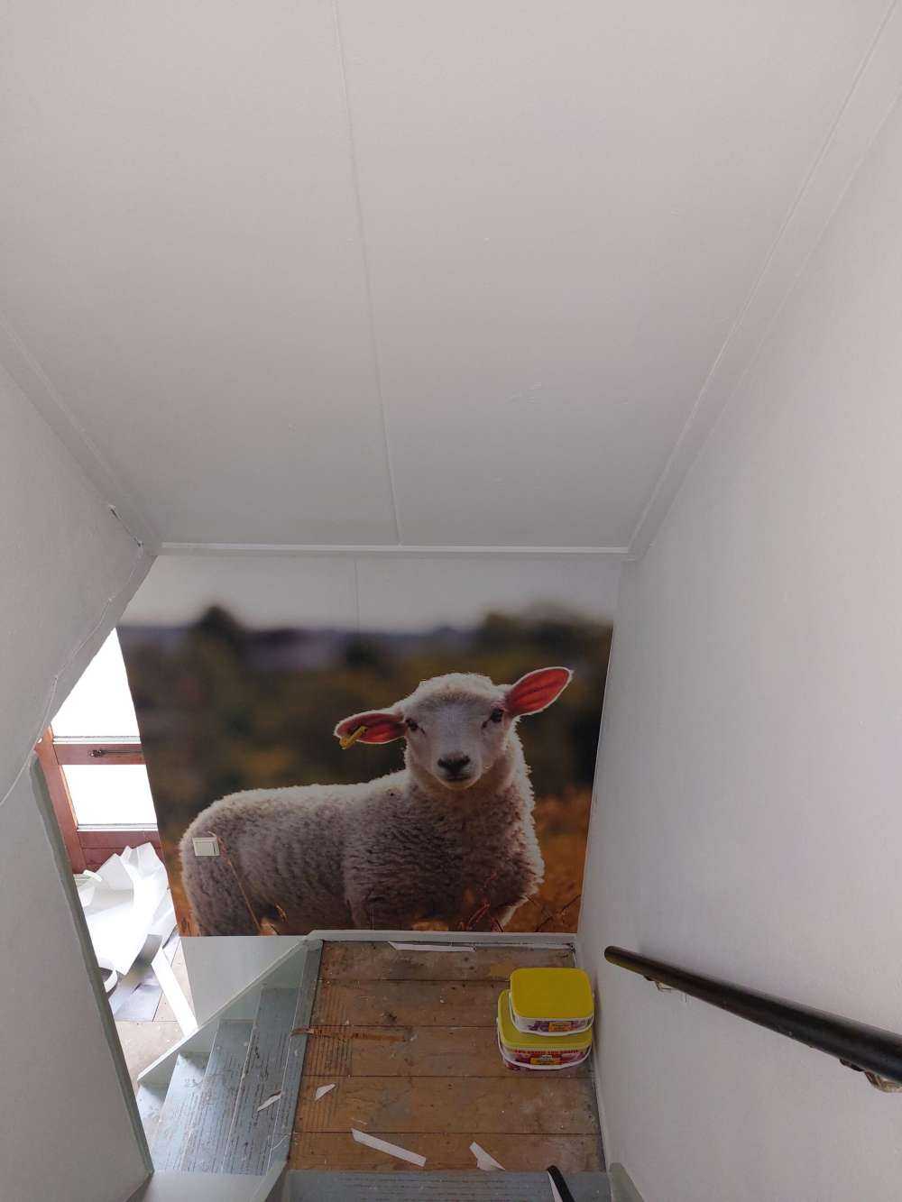 Jong schaap - Fotobehang