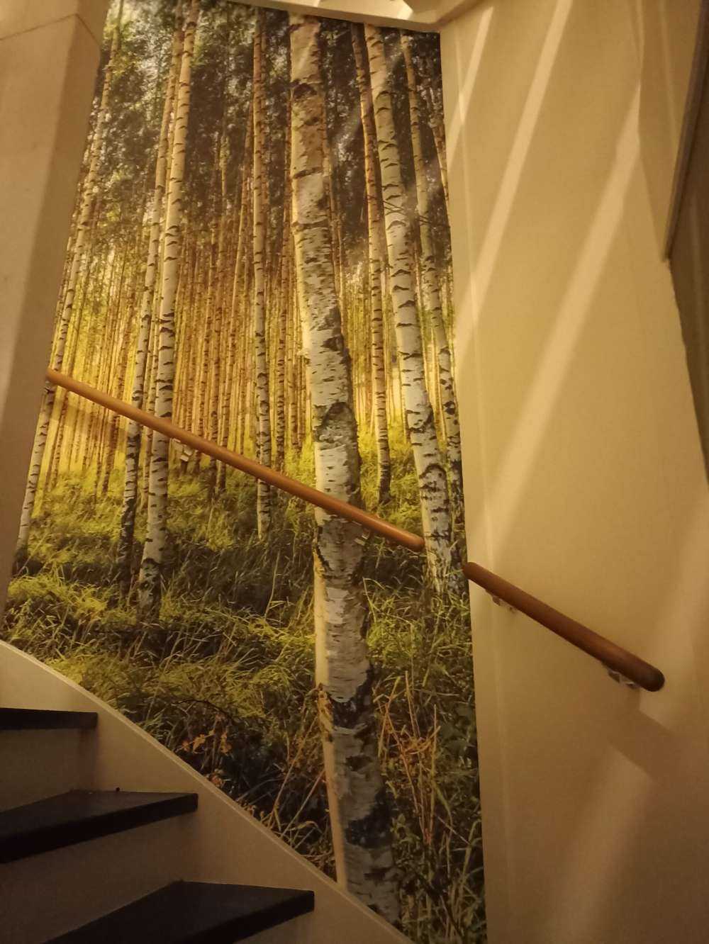 Zomers berkenbos - Fotobehang