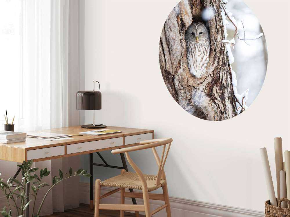 Witte uil in een holle boom - Fotobehang