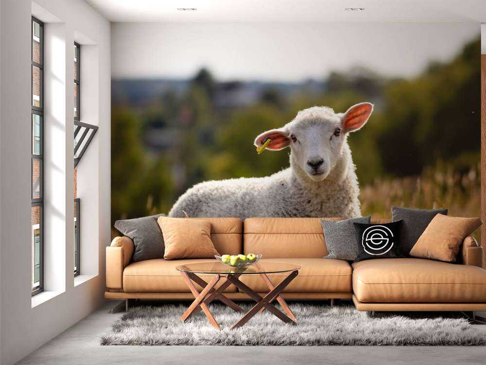 Jong schaap - Fotobehang