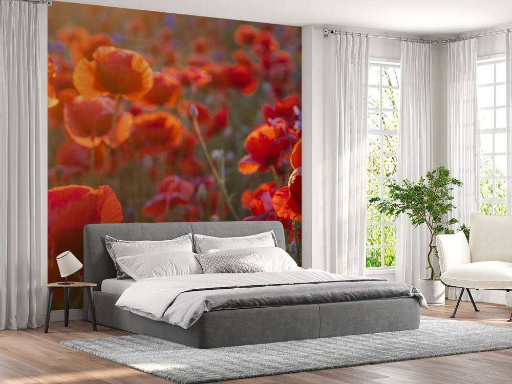 Klaprozen en korenbloemen - Fotobehang