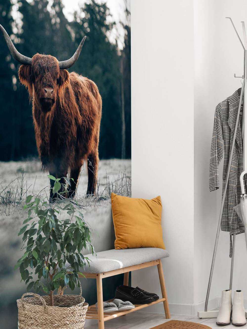 Oude schotse hooglander - Fotobehang