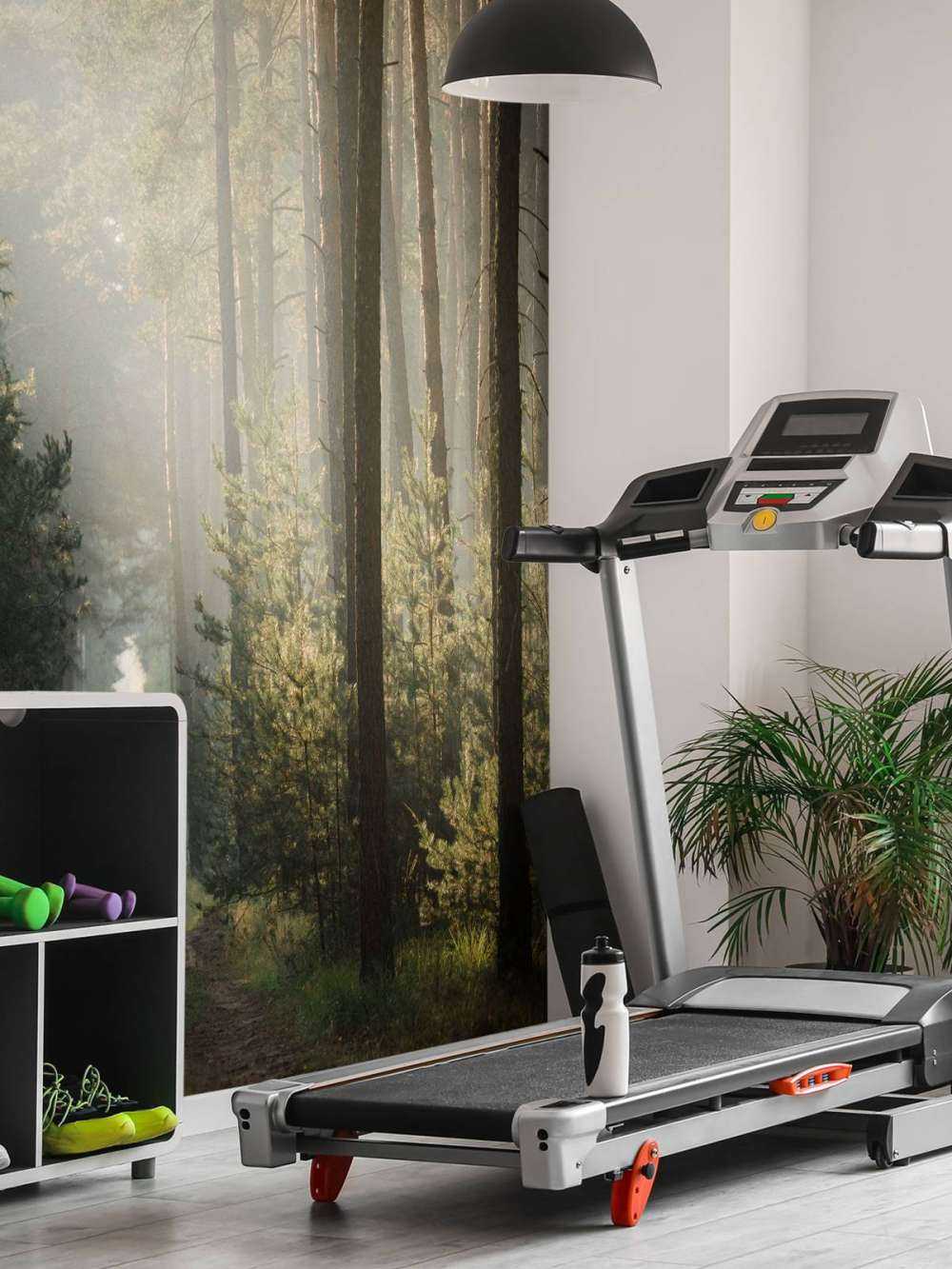 Fotobehang - Lichtspel in het Dennenbos - Fotobehang