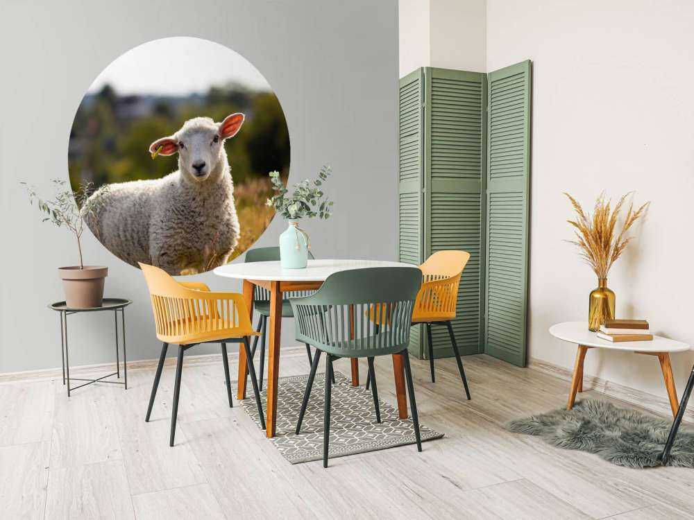 Jong schaap - Fotobehang