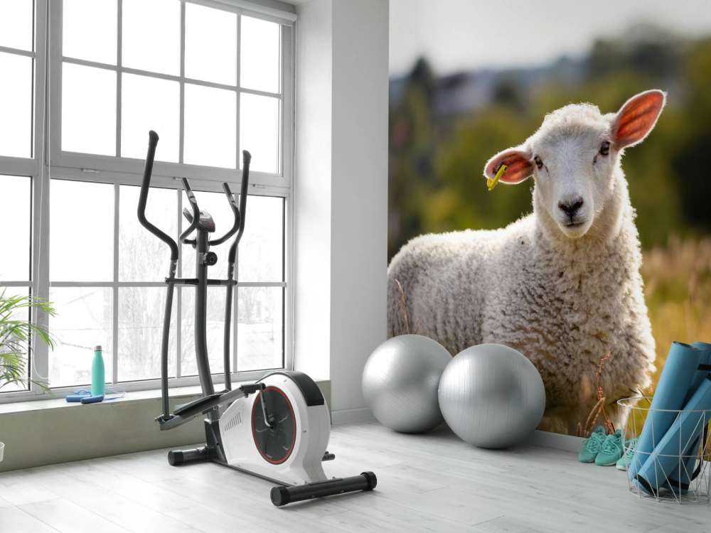 Jong schaap - Fotobehang